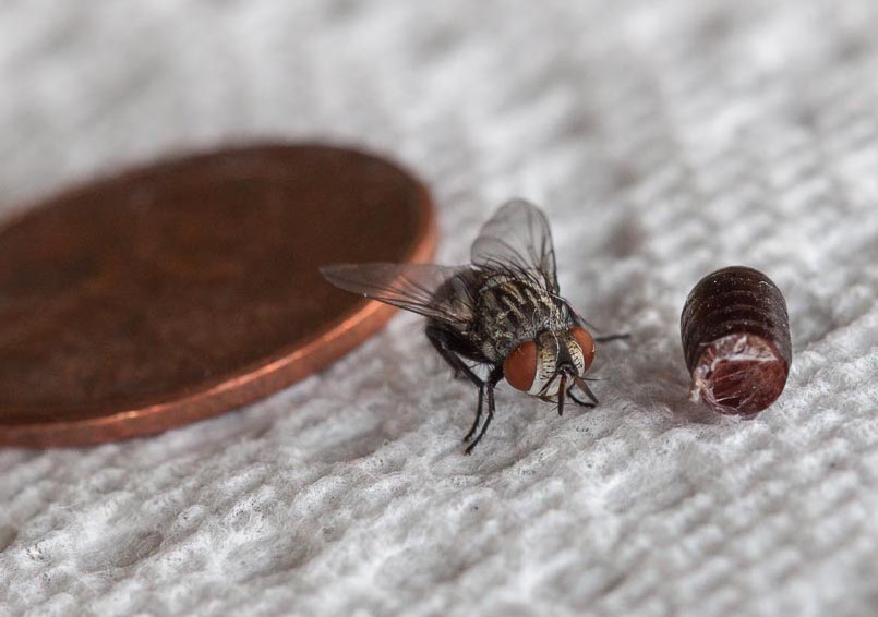 Springfield Plateau: Monarch Parasitoid Tachinid Flies