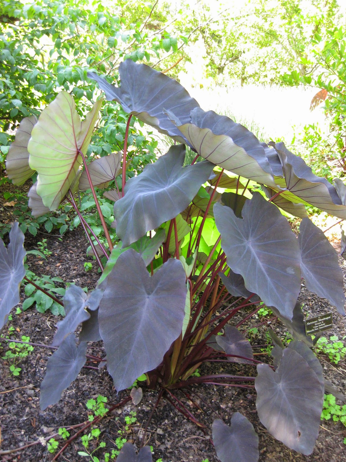 2015 Elephant Ear Collection - Rotary Botanical Gardens