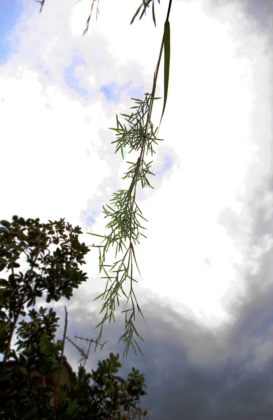 N U K I L A N: SERAI WANGI DENGAN BUNGANYA