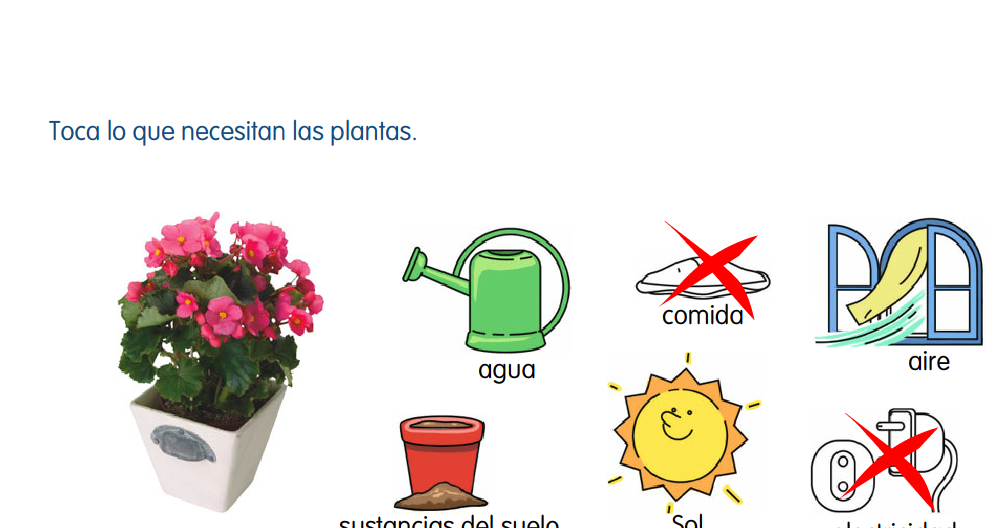 Blogs de Ana Bastida 1º y 2º: NECESIDADES DE LAS PLANTAS