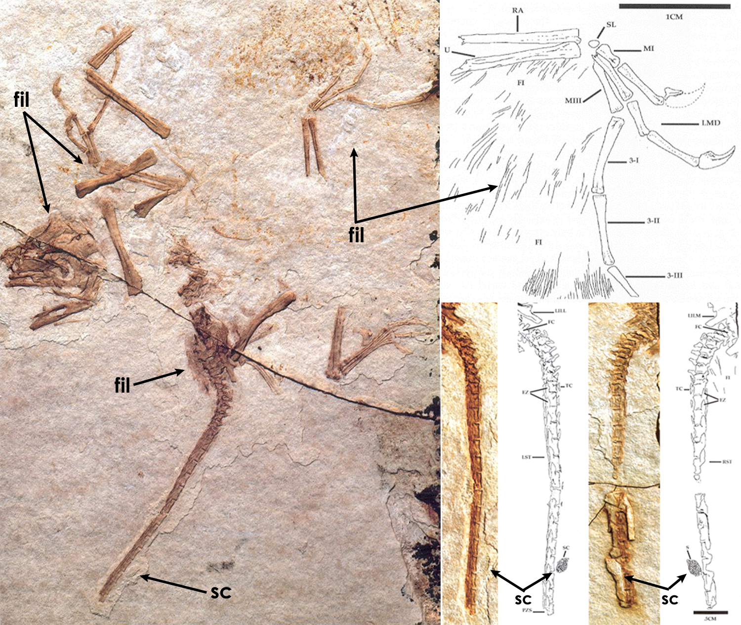 Waxing Paleontological: Scansoriopterygid FAQ