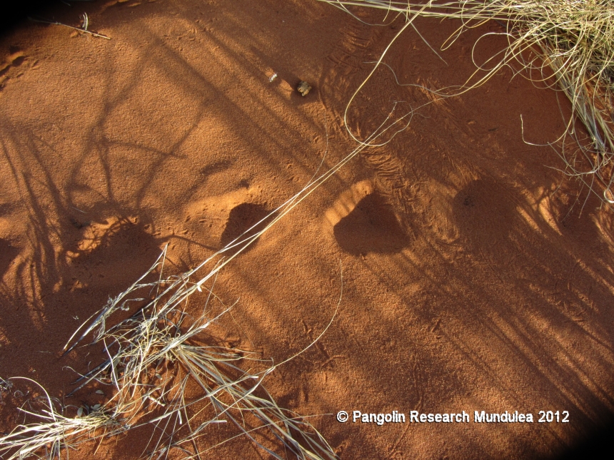 Pangolin Research Mundulea: Sept 13-16th 2012: Meeting Prof. Jansen ...
