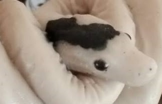 PANDA PIED RETICULATED PYTHON LOOK LIKE PANDA – reptilenesia