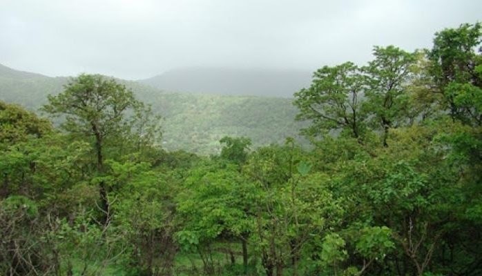 UN Holds First Review of 2030 Global Forest Goals