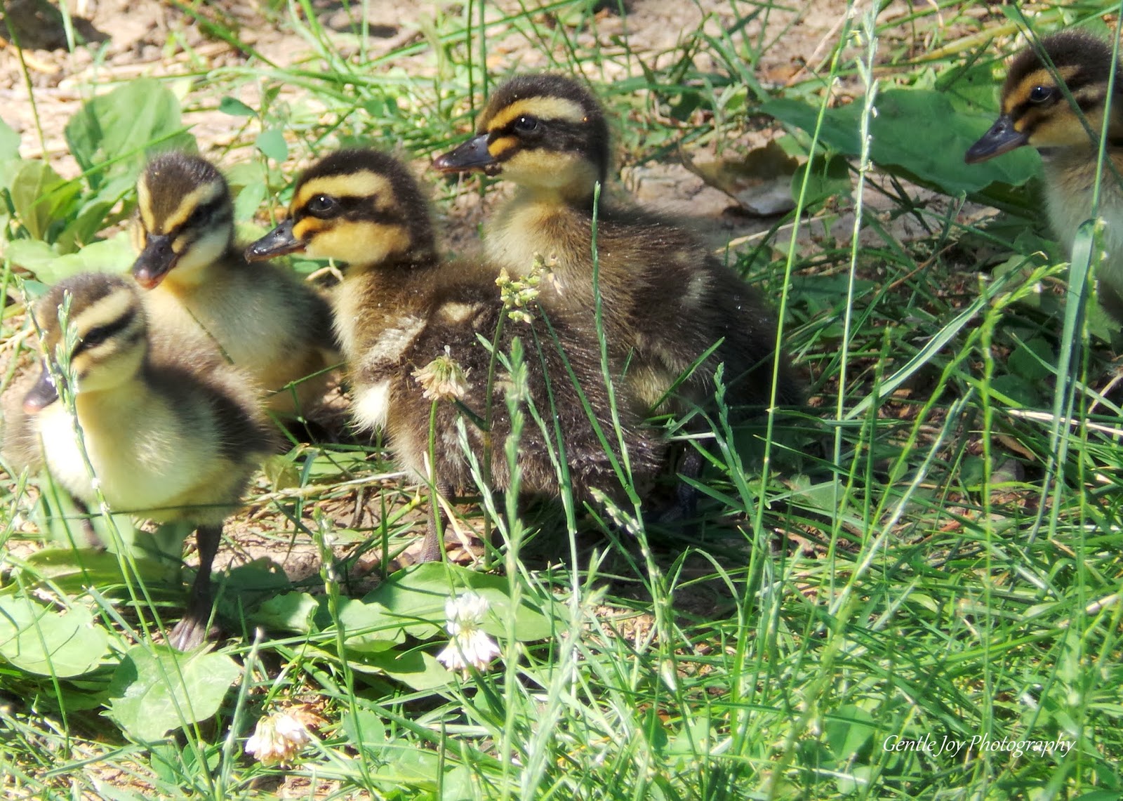 Gentle Joy Photography: Ducklings and Their Mama