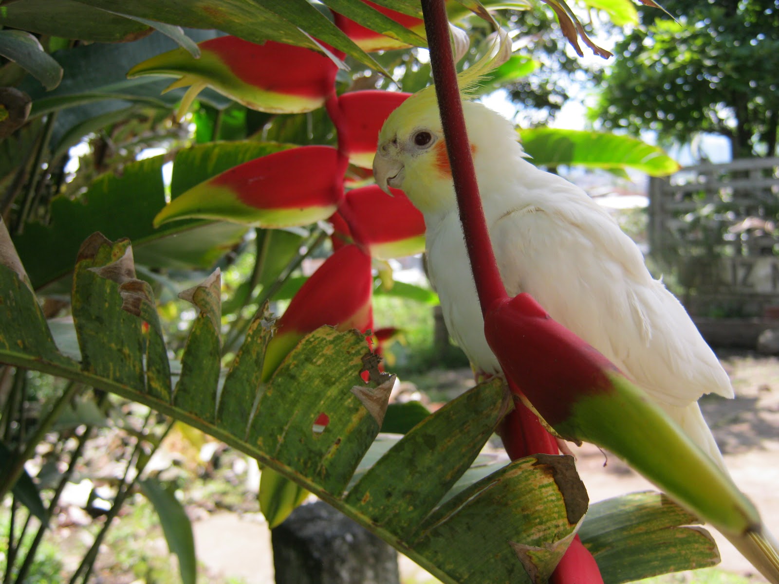 MI MASCOTA FAVORITA: Aves Ornamentales Tiernas