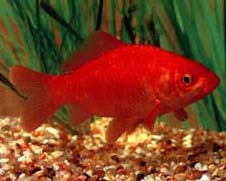 Universo Animal: Como criar pececillos rojos