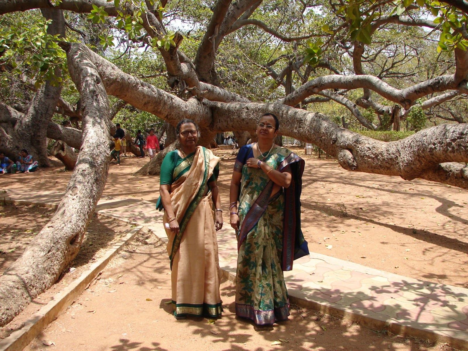Raghu's Column!: Pillalamarri, The 800 Year Old Banyan Tree Spread Over ... Raghu's Column!: Pillalamarri, The 800 Year Old Banyan Tree Spread Over ...