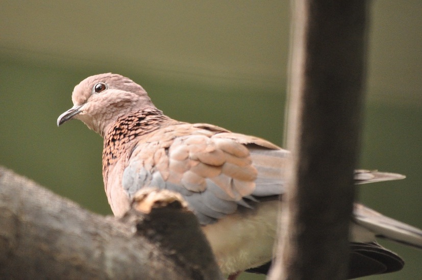ZOOTOGRAFIANDO (6.100 ANIMALS): TÓRTOLA SENEGALESA / SENEGAL DOVE ...
