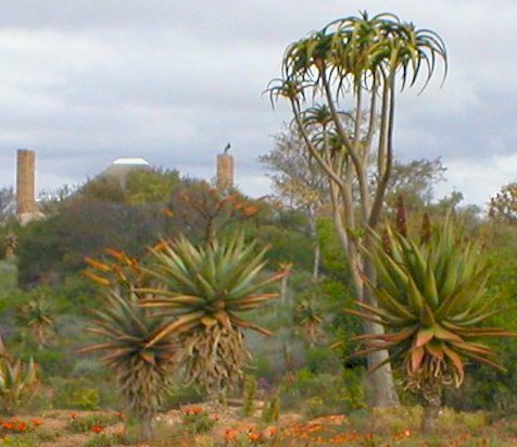 Aloe barberae tree aloe