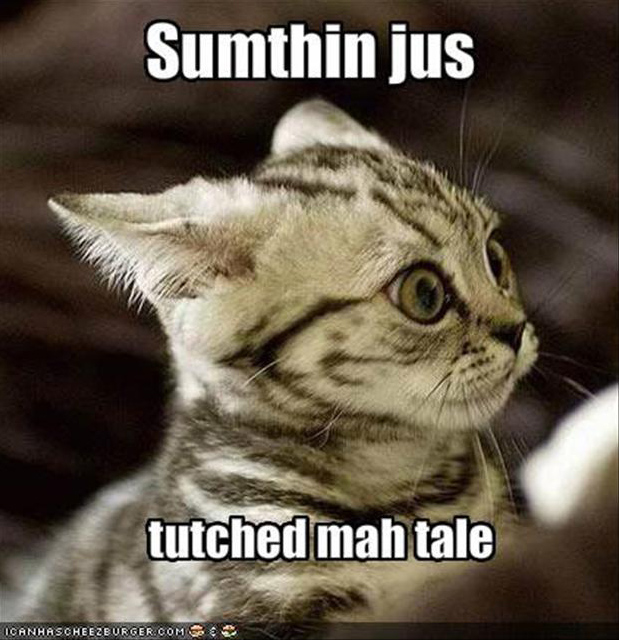 Photography: LOLCats - Somthing Just Touched My Tale