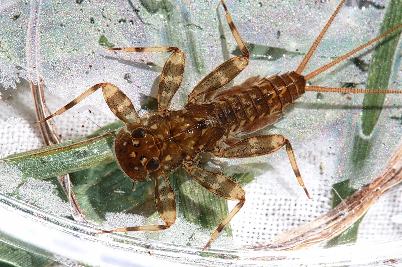 Aquatic Insects of Central Virginia: Maccaffertium meririvulanum and ...