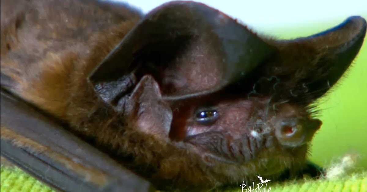 Australian Bat Clinic and Totally Wild | Microbats, Bats