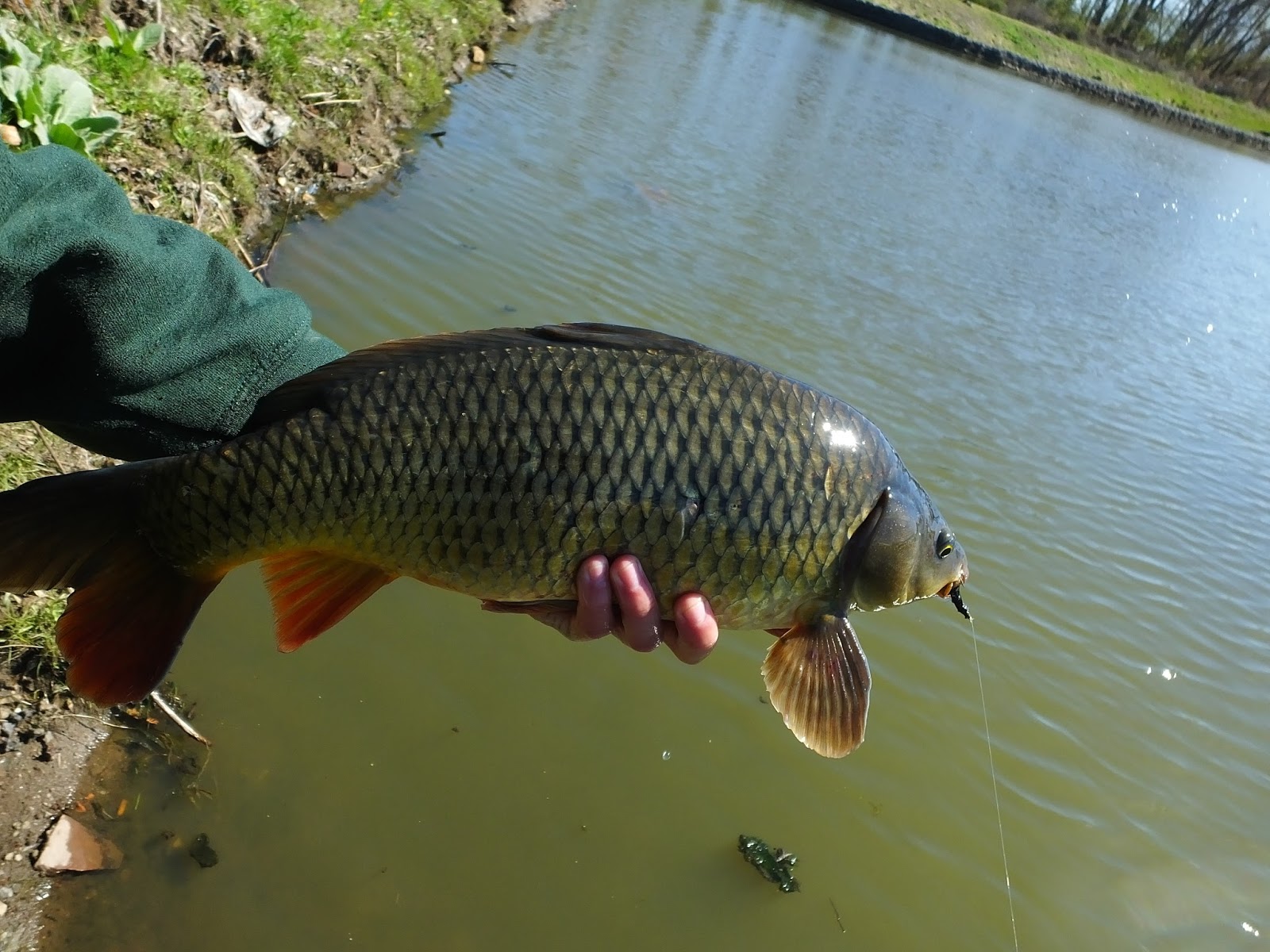 Connecticut Fly Angler: My Biggest Fallfish