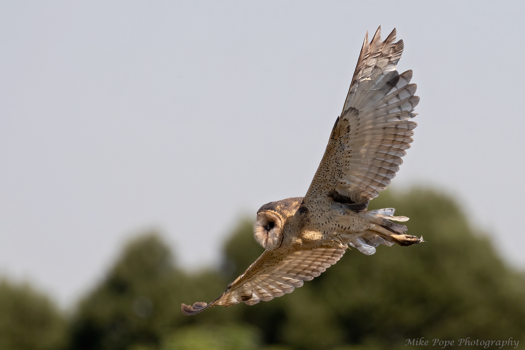 Birding | Photography | Adventure: GECKO; African Grass Owl