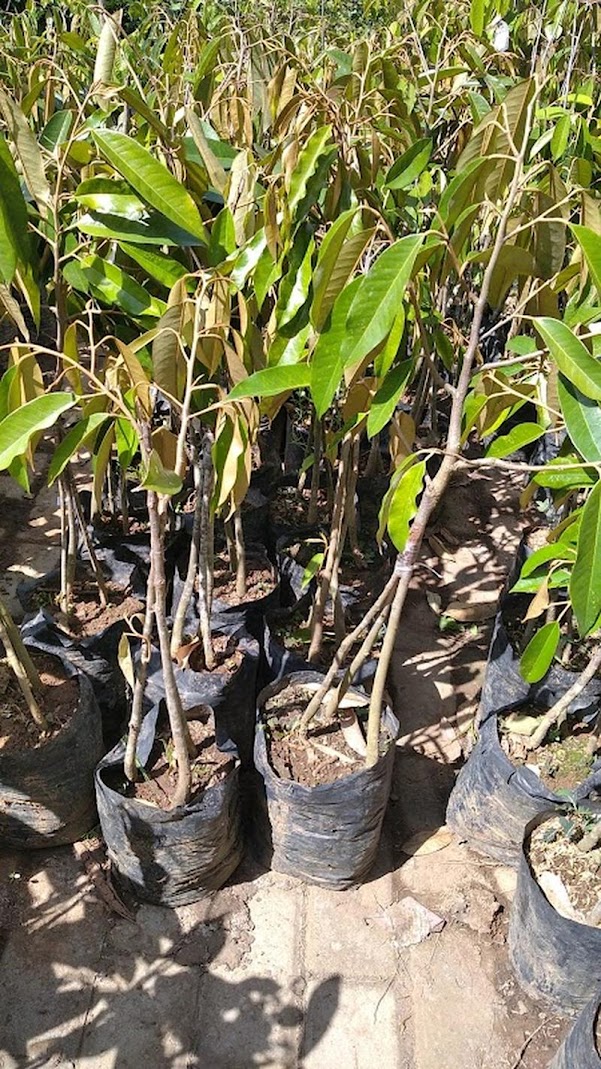 Perbedaan Bibit Durian Montong Dan Bawor - Mengetahui Varietas Lebih ...