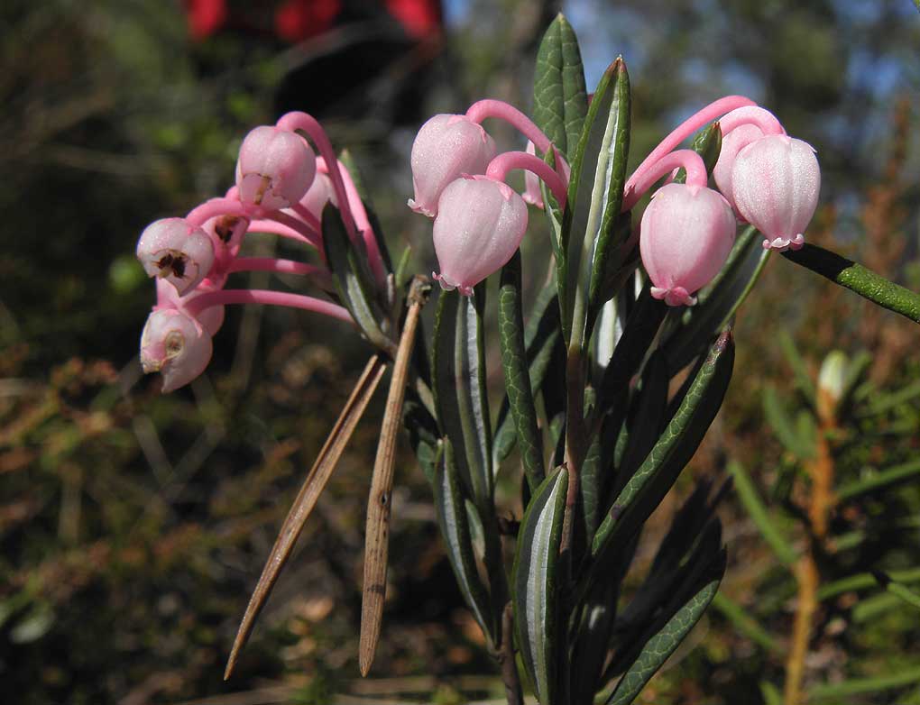 Harakan sivut: SUOKUKKA, RAATE ja MUURAIN