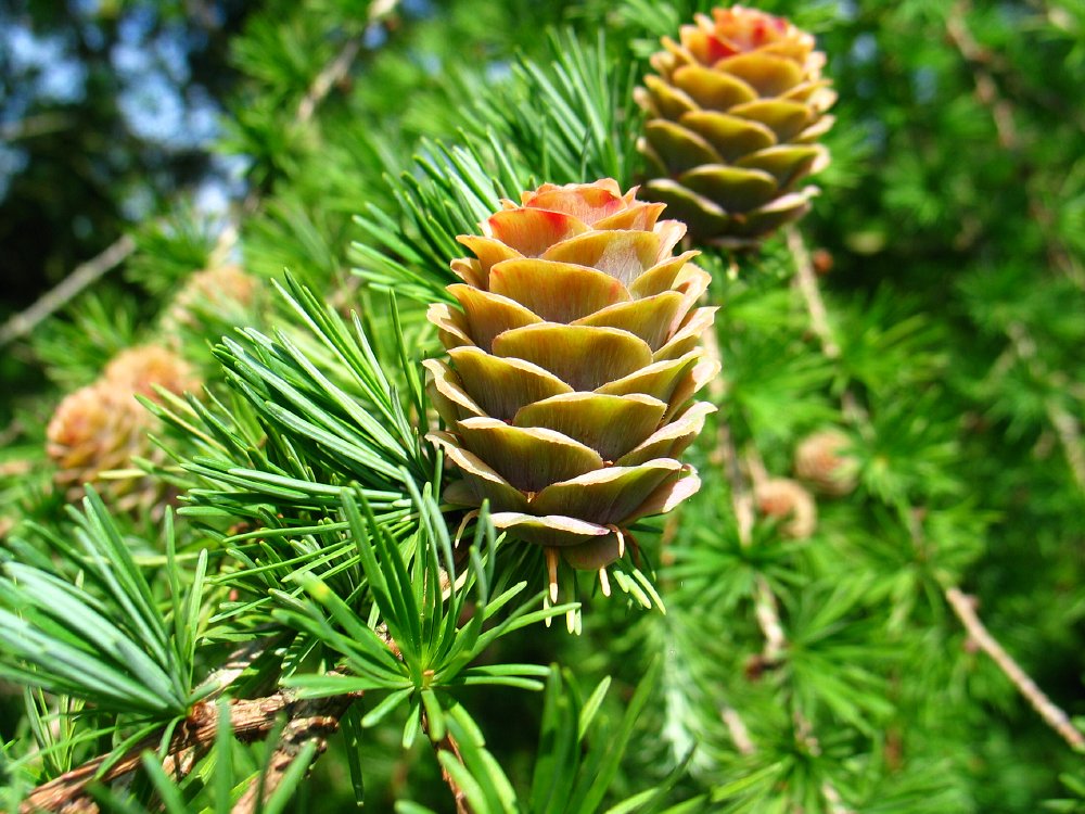 Trees Planet: Larix kaempferi - Japanese Larch