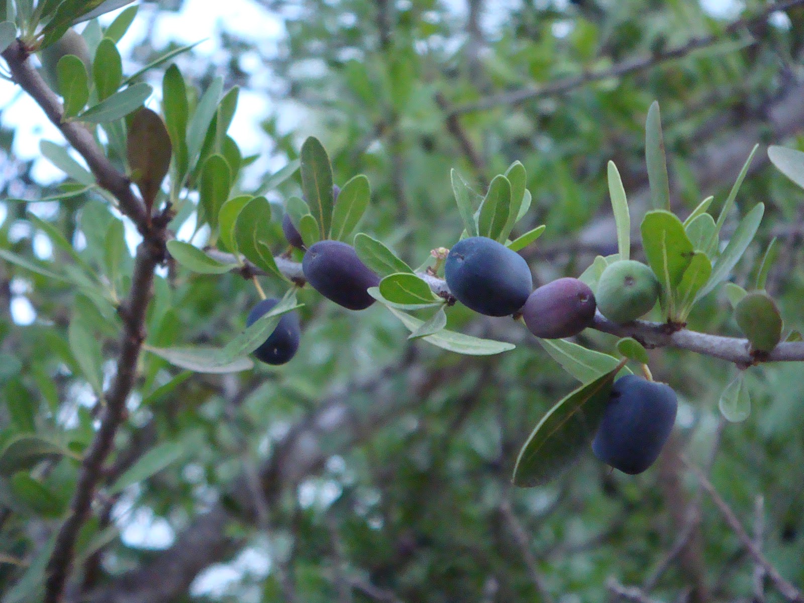 Woods Roamer: Coma Brushland Fruit