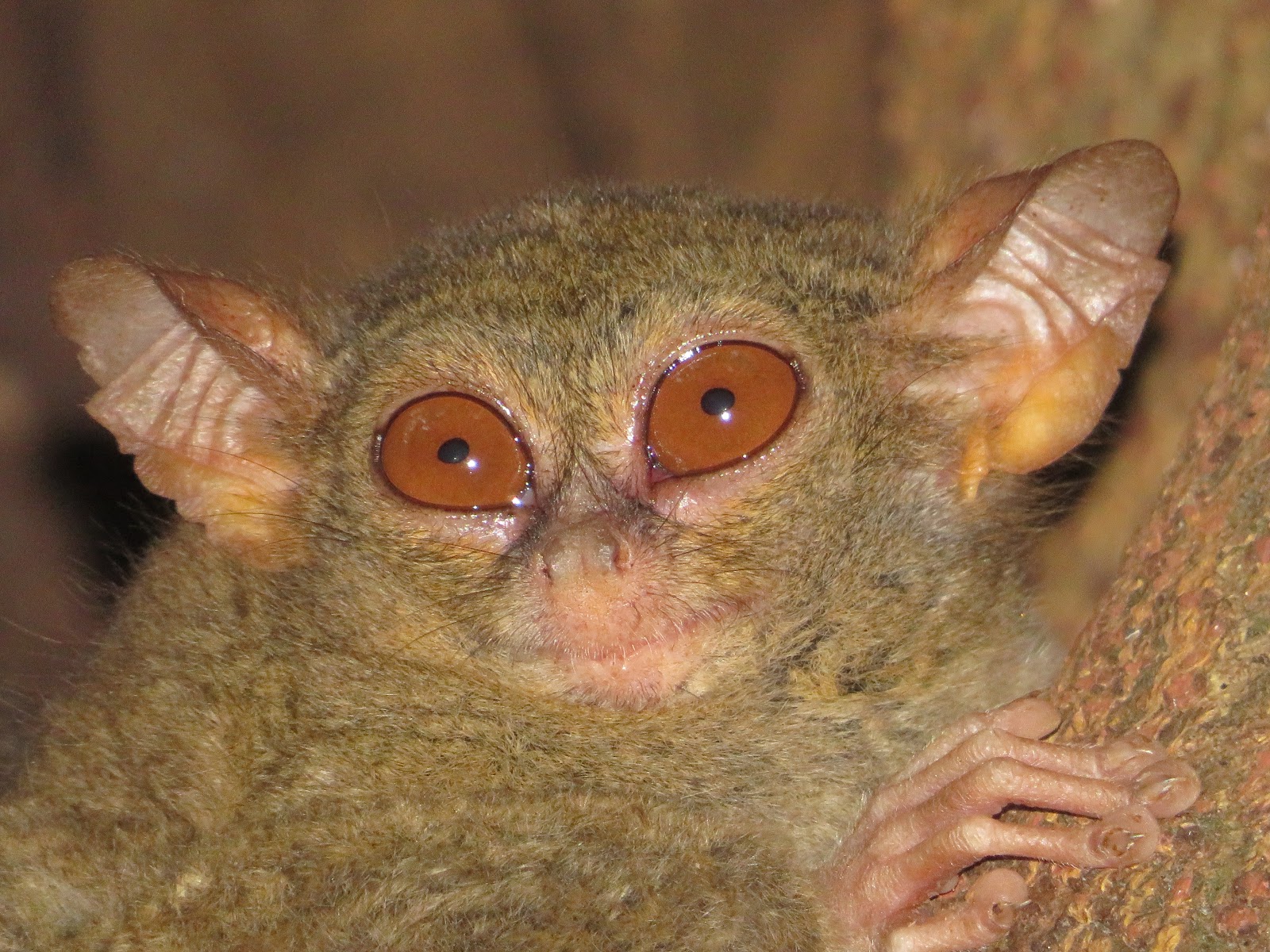 Tarsier Eyes