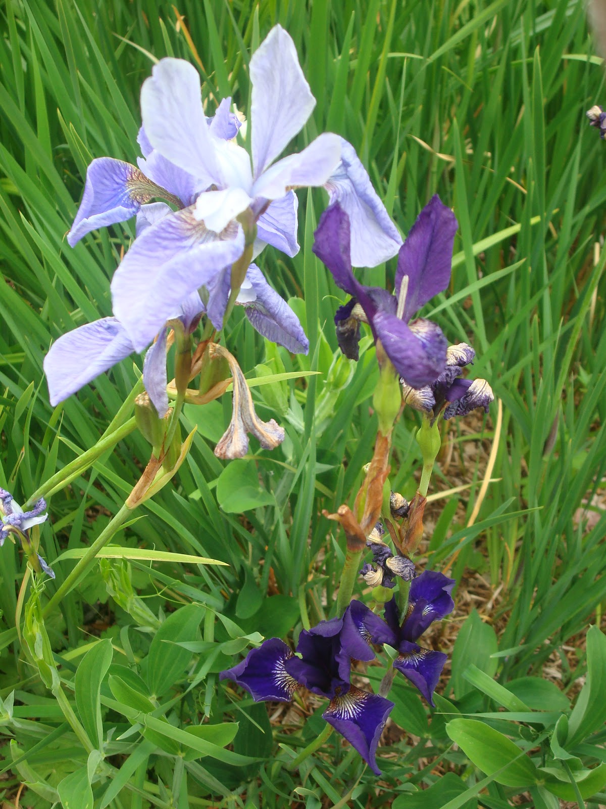 Fleuriste Isabelle Feuvrier: Les iris d'eau