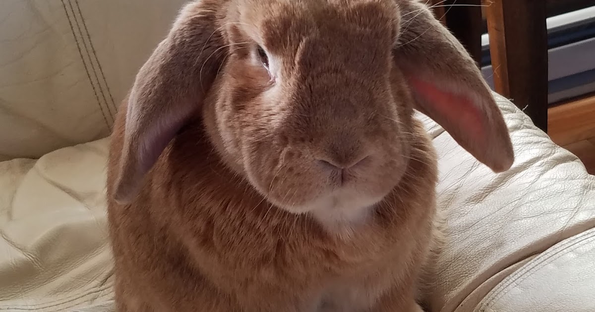 Disapproving Bun Peaches