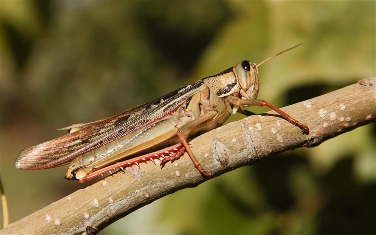 Πως θα αντιμετωπίσουν τις ακρίδες στην Κορινθία