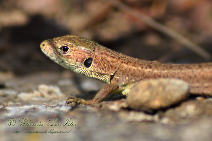 In linii mari: Soparle