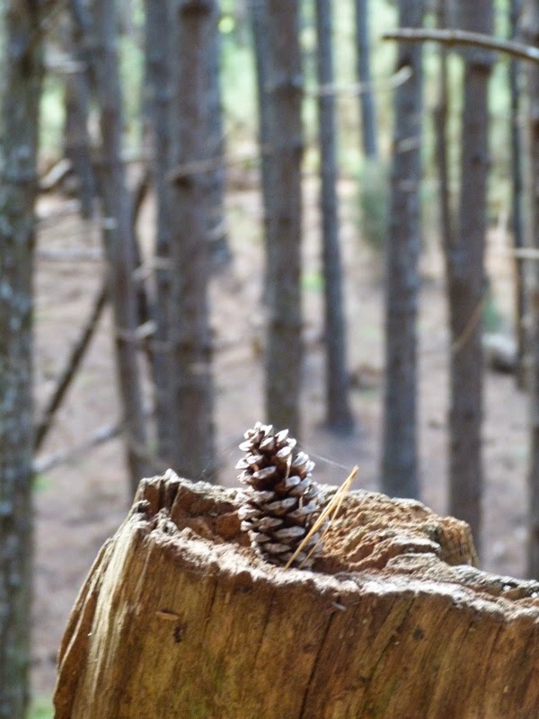 Traveler For Good: It Feels Like Fall: The Waihou Spring Trail, Maui