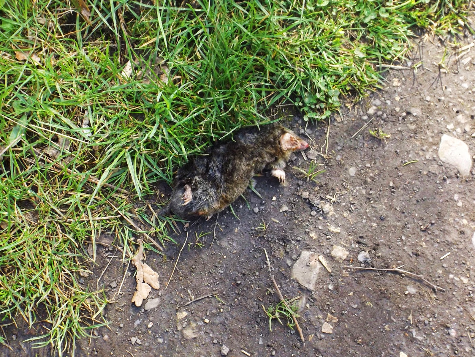 Barnsley Bird Sightings: Poor Mole.................