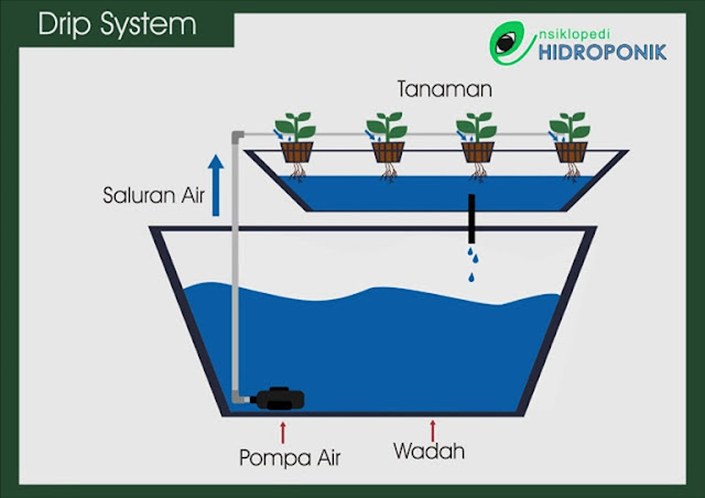 Teknik Hidroponik Sistem Tetes (Drip System)