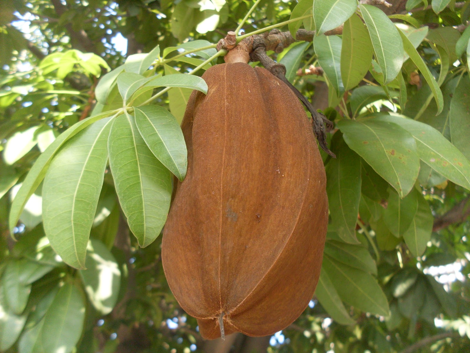 BIOFLAGRANTES*: MUNGUBA