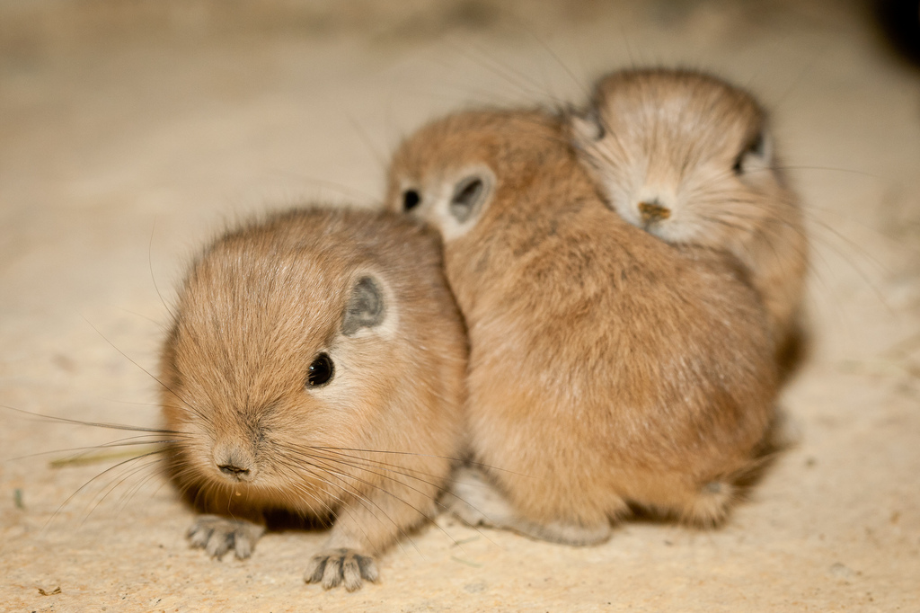 Uobičajeni gundi //Common gundi-zajednički ili sjevernoafrički gundi ...
