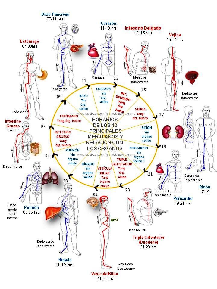 HORARIOS DE MERIDIANOS EN LA MEDICINA TRADICIONAL CHINA
