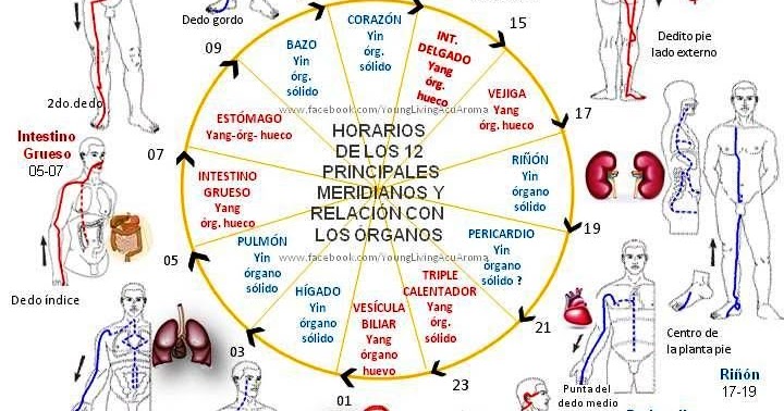 HORARIOS DE MERIDIANOS EN LA MEDICINA TRADICIONAL CHINA
