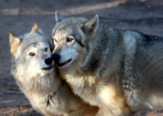White Wolf : Wolf Couple Repopulates Germany
