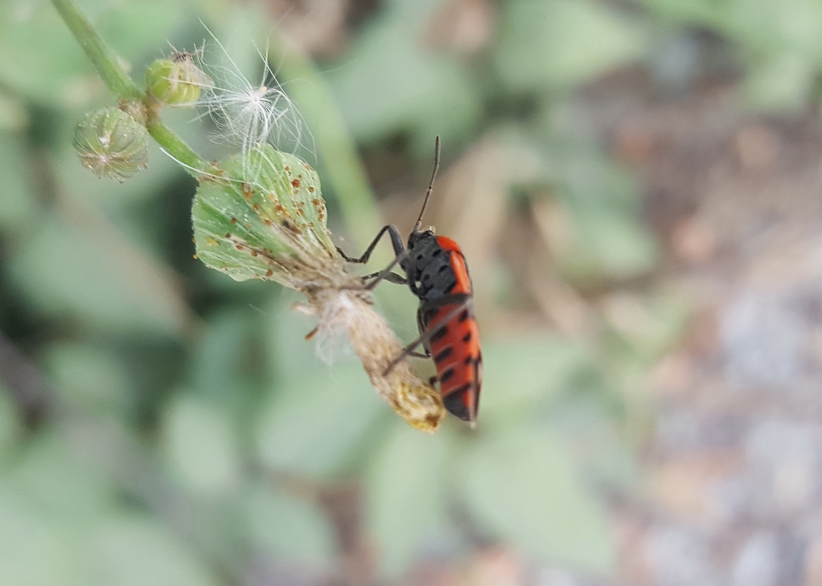 Flores, viajes y más: Lygaeus equestris - Chinche de campo
