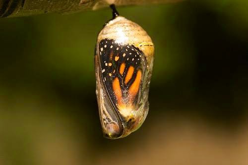 Casa Escuela La Loba: De crisálida a la explosión de la primavera