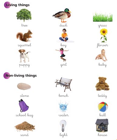 NATURAL AND SOCIAL SCIENCES (1º/2º): UNIT 4: LIVING THINGS