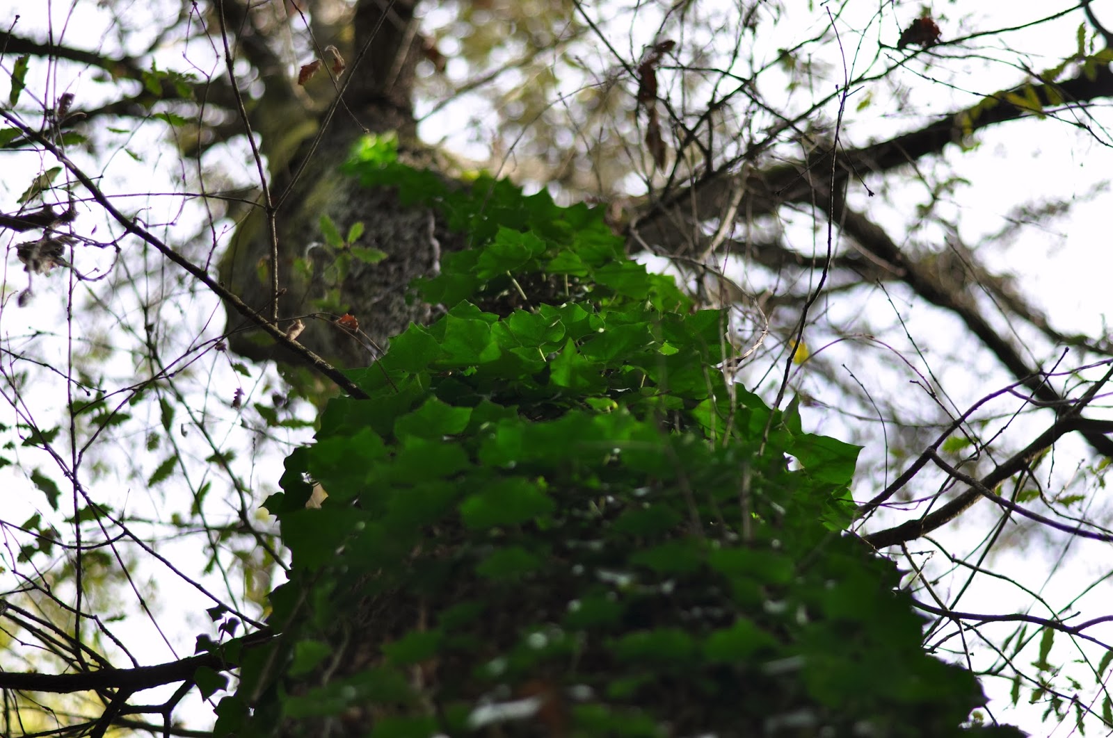 EmerJa: La Fageda d'en Jordà