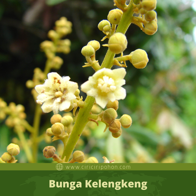 Ciri Ciri Pohon Kelengkeng (Dimocarpus longan) Di Alam Liar ...