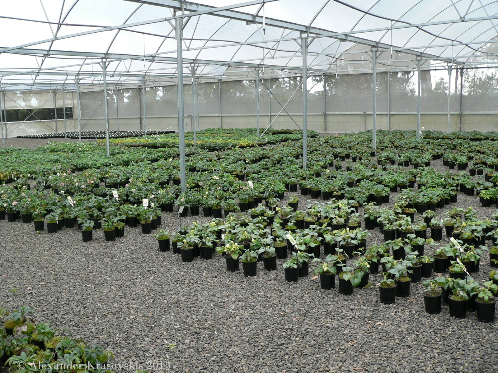 Aggregata Plants & Gardens: Visit to Post Office Farm Nursery ...