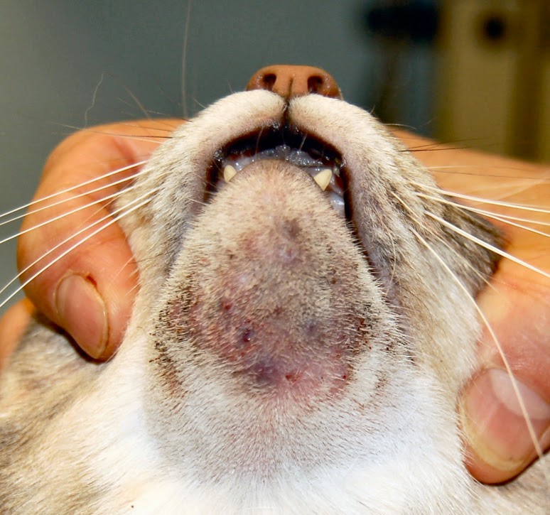 Nós, os Cachorros - No Japão: Acne Felina