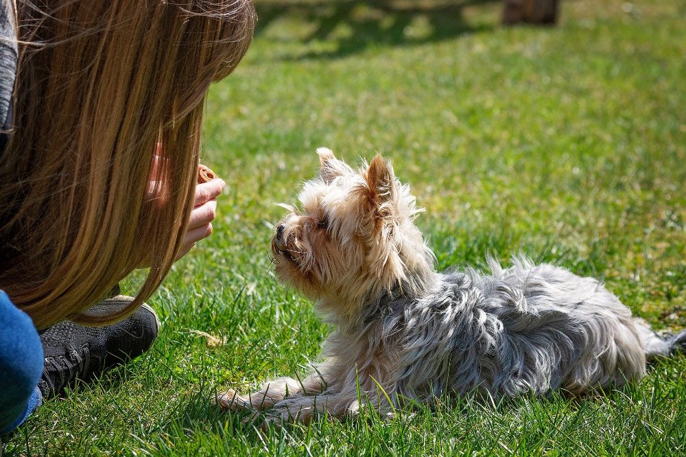5 Basic Dog Commands To Teach Your Dog Unique Dog Training 5-basic-dog-commands-to-teach-your-dog-unique-dog-training