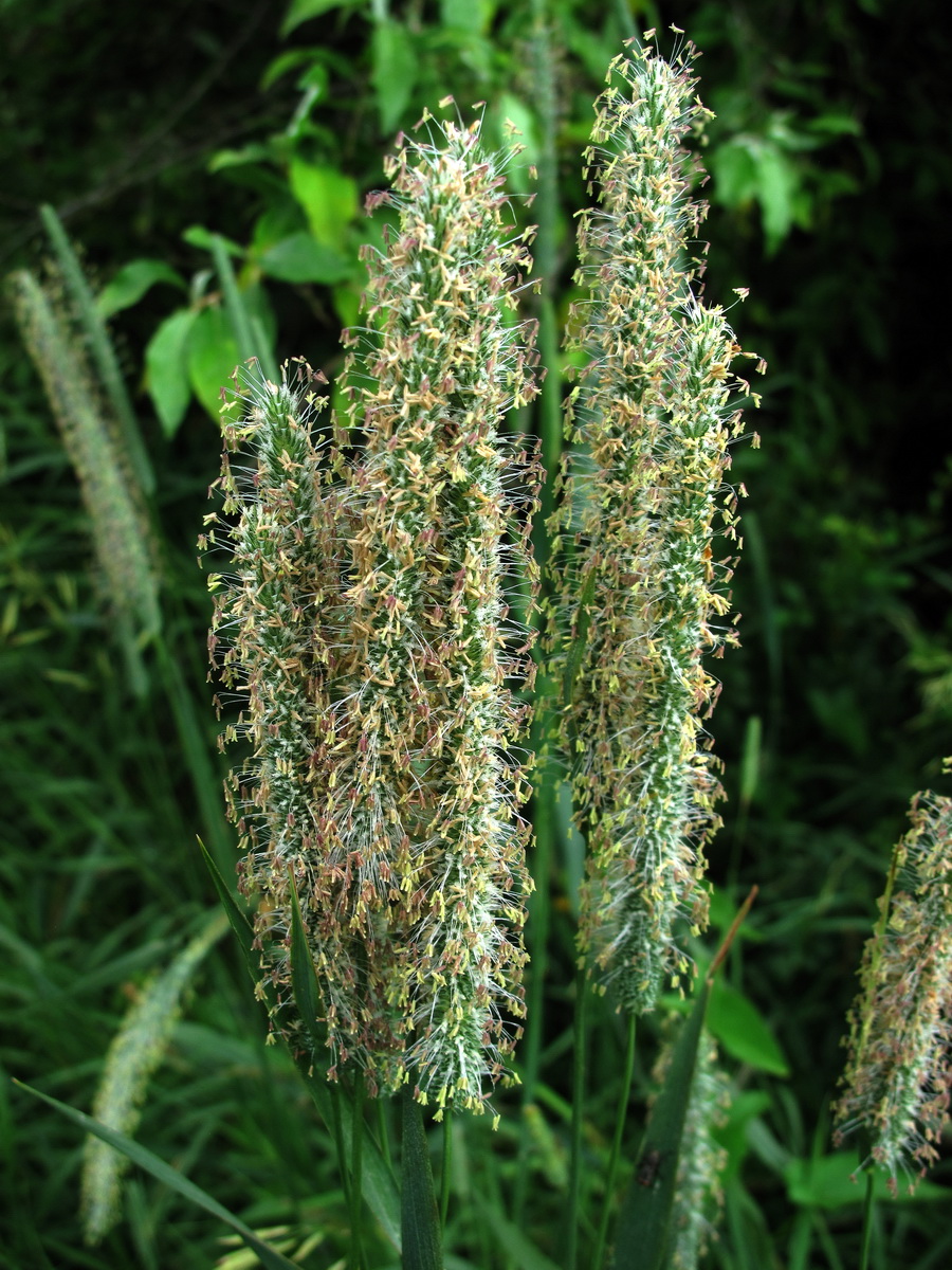 The Joyce Road Neighborhood