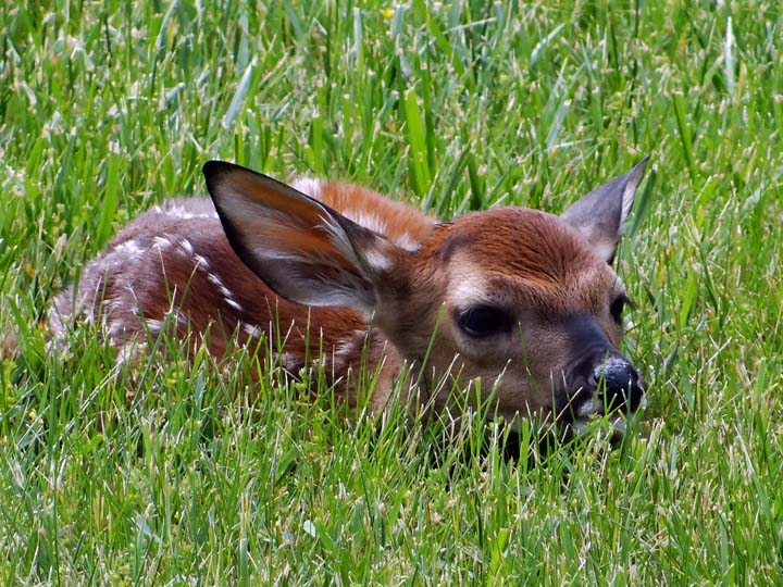 Reflections From the Fence: A New Month, A New Day, A New Life