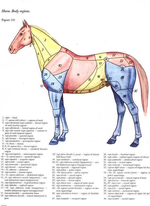 [atlas] Anatomia de Equinos: Tronco