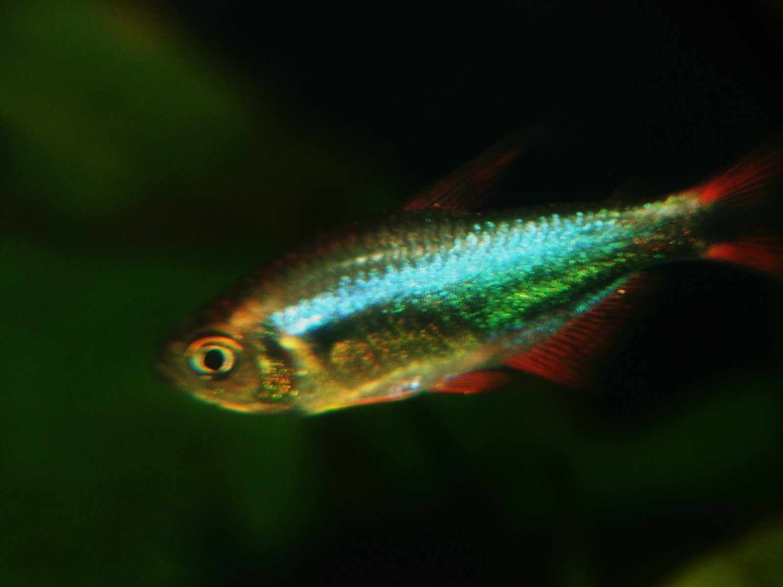 oceanaq: imperial blue tetra (Hyphessobrycon sp.peru blue)