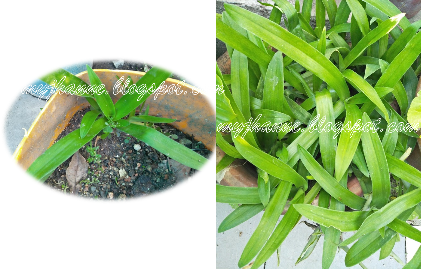 HERBA RUMPUT CINA ( RUMPUT BEIJING, RUMPUT SITI KHADIJAH ) MURDANNIA ...