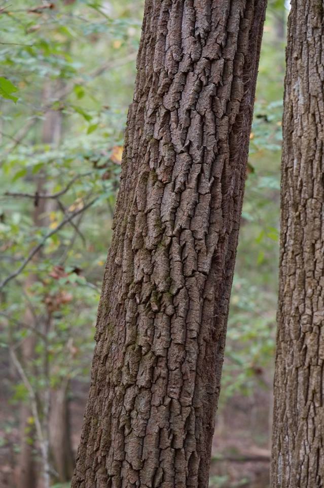 Sourwood Bark